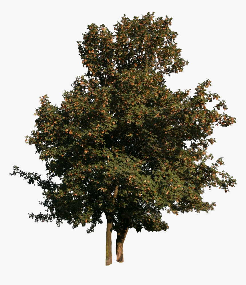 Tree Free Cut Out, HD Png Download , Transparent Png Image - PNGitem