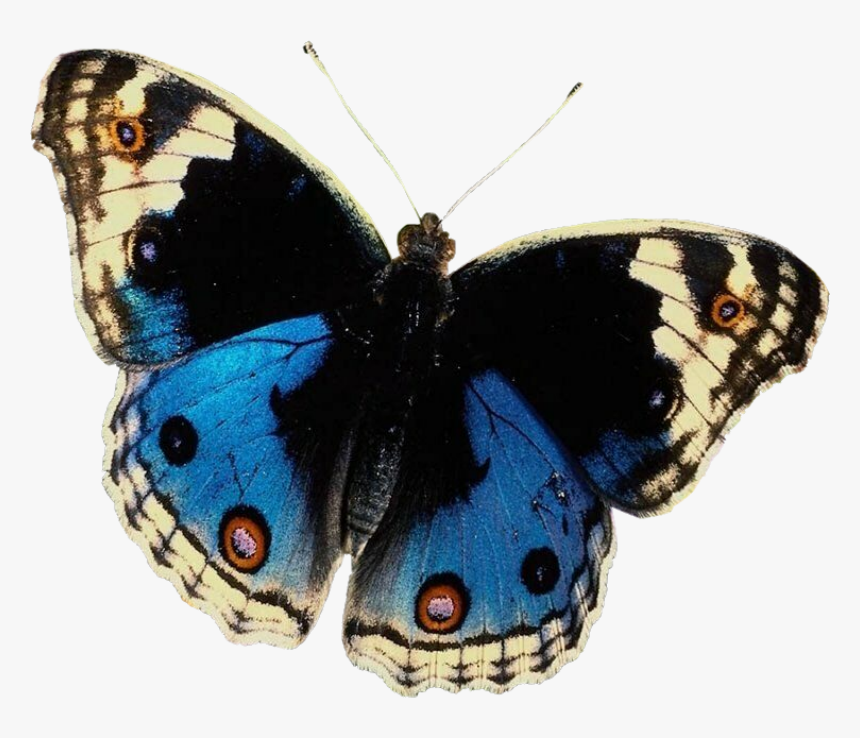 Fulpakharu Bird, HD Png Download , Transparent Png Image - PNGitem