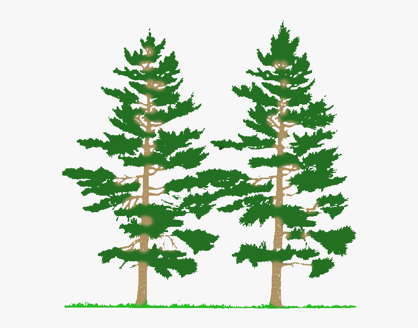 Transparent Cnc Clipart - Forest Tree Clipart, HD Png Download ...