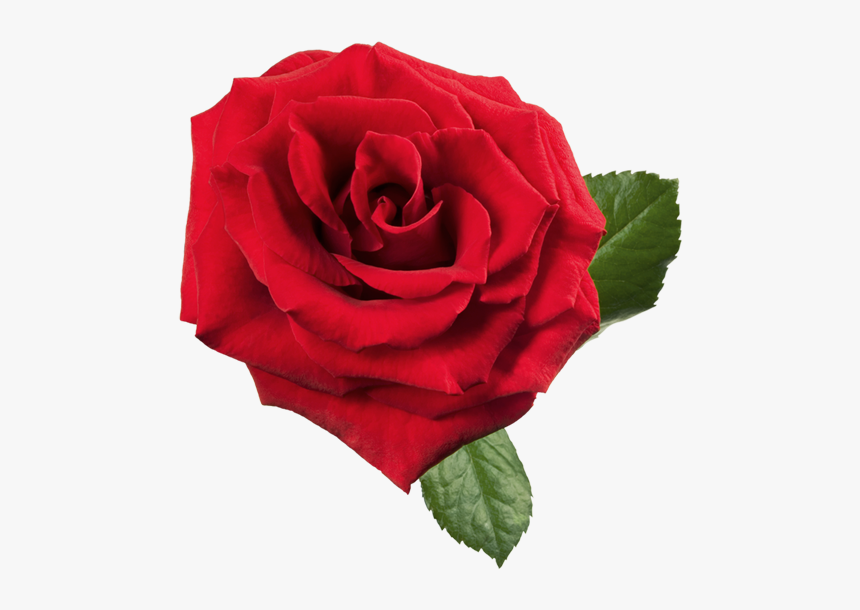 Rose Red Clip Art - Red Rose Png, Transparent Png , Transparent Png ...