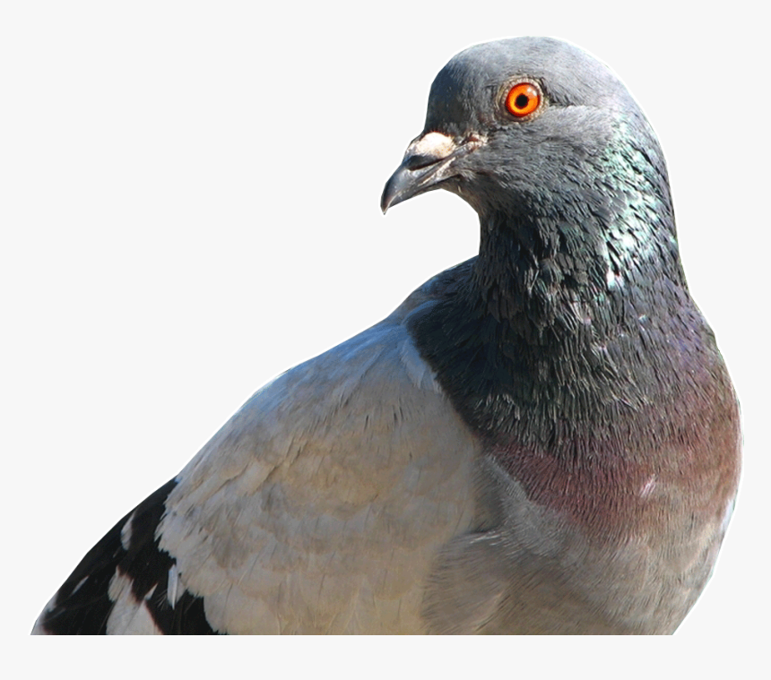 Pigeon Face Transparent Background, HD Png Download , Transparent Png ...