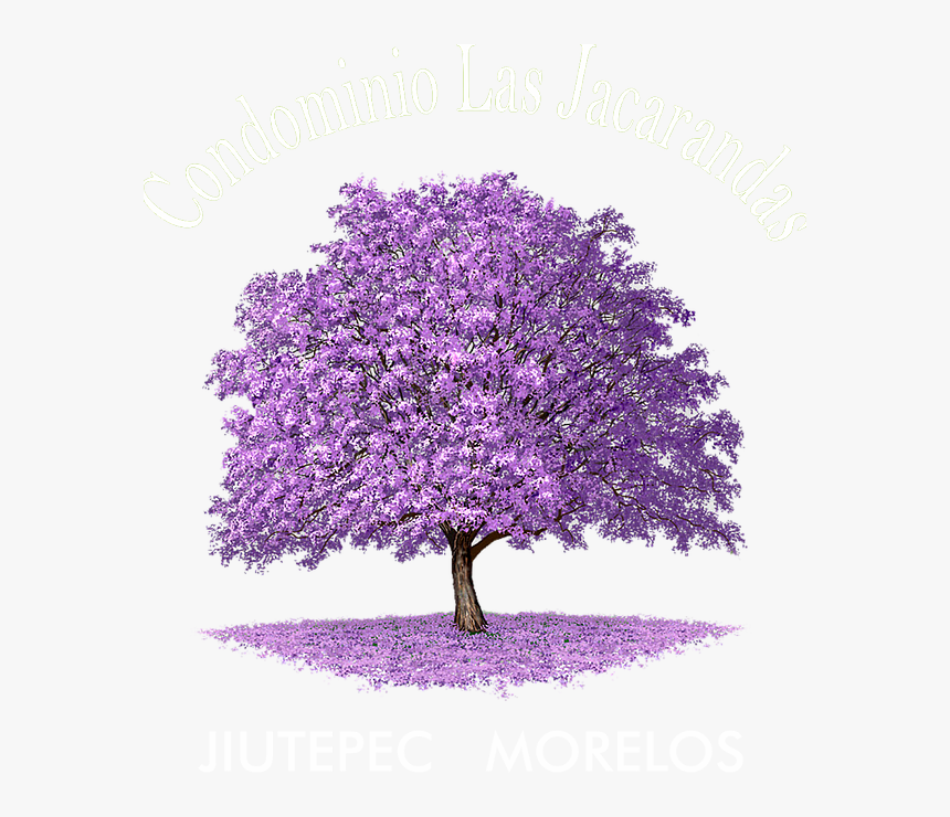 Jacaranda Tree Forest Drawing, HD Png Download , Transparent Png Image ...