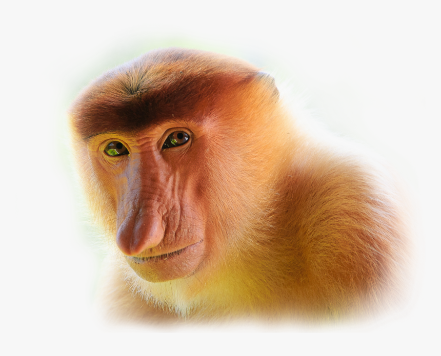 Proboscis Monkey Transparent Background, HD Png Download , Transparent ...