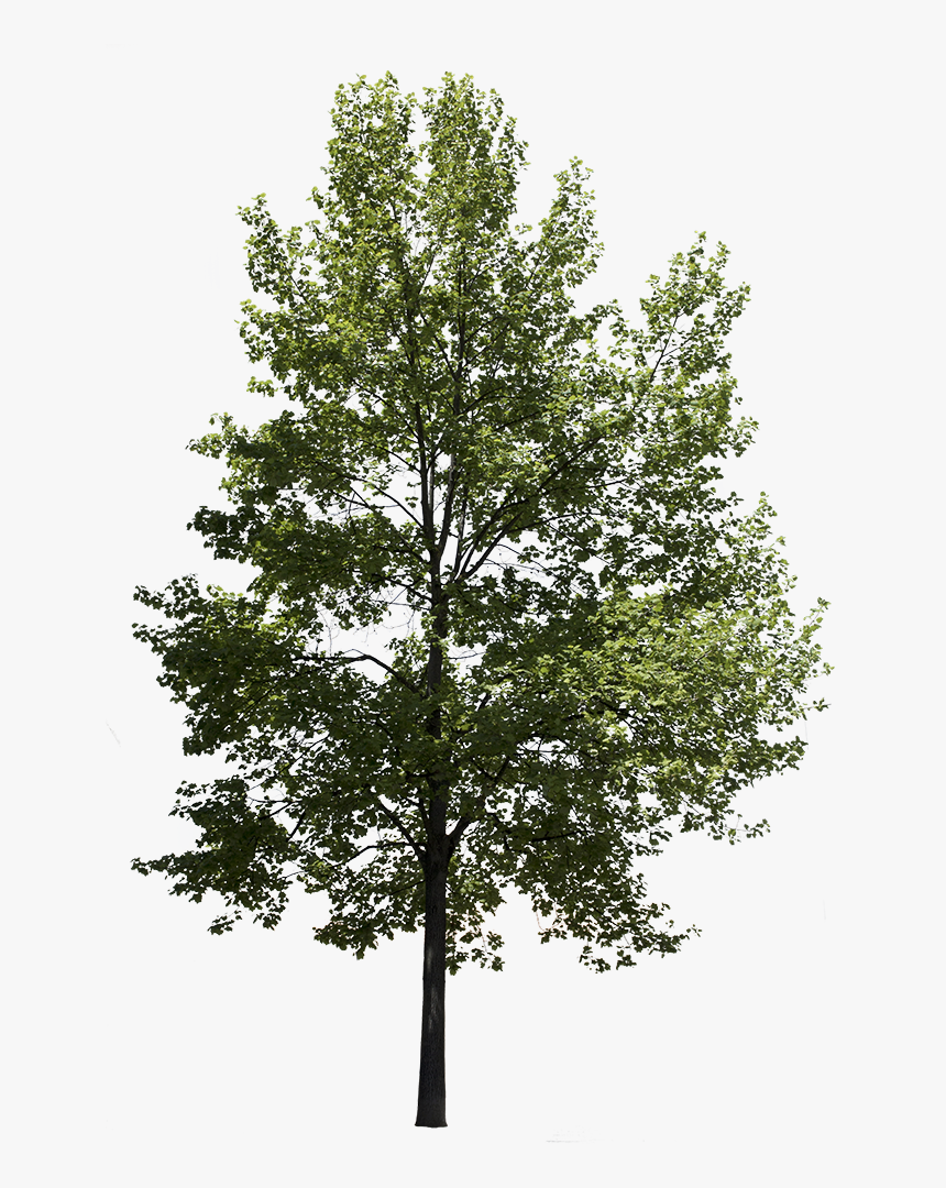 Tree, HD Png Download , Transparent Png Image - PNGitem