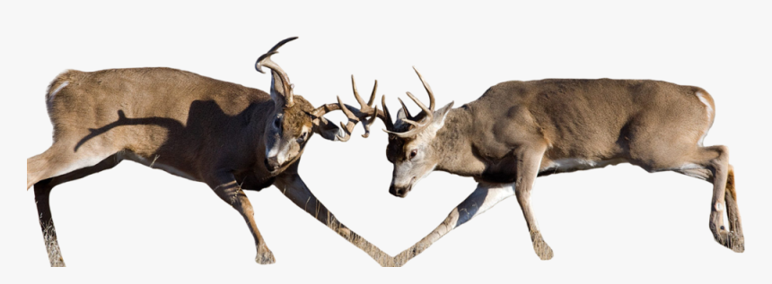 Whitetail Deer Buck Fighting, HD Png Download , Transparent Png Image ...