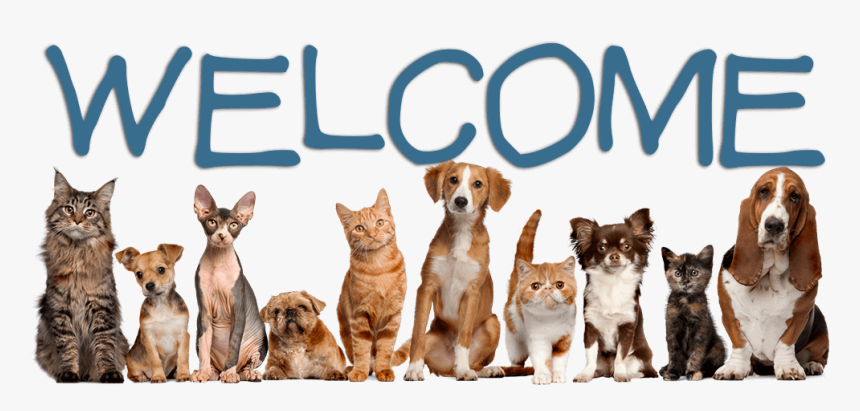 Welcome - Creative Pet Shop Logo, HD Png Download , Transparent Png ...
