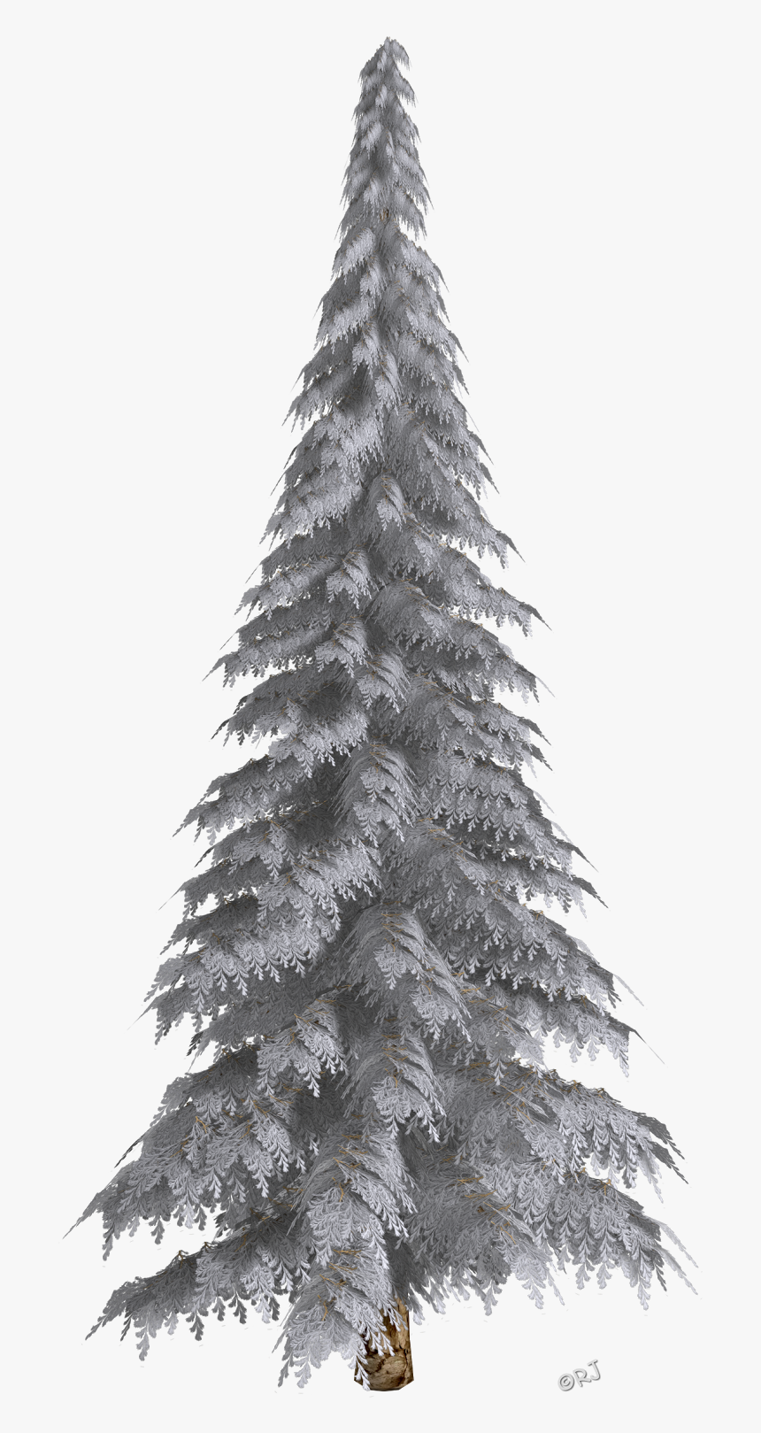 Fir Tree, HD Png Download , Transparent Png Image - PNGitem