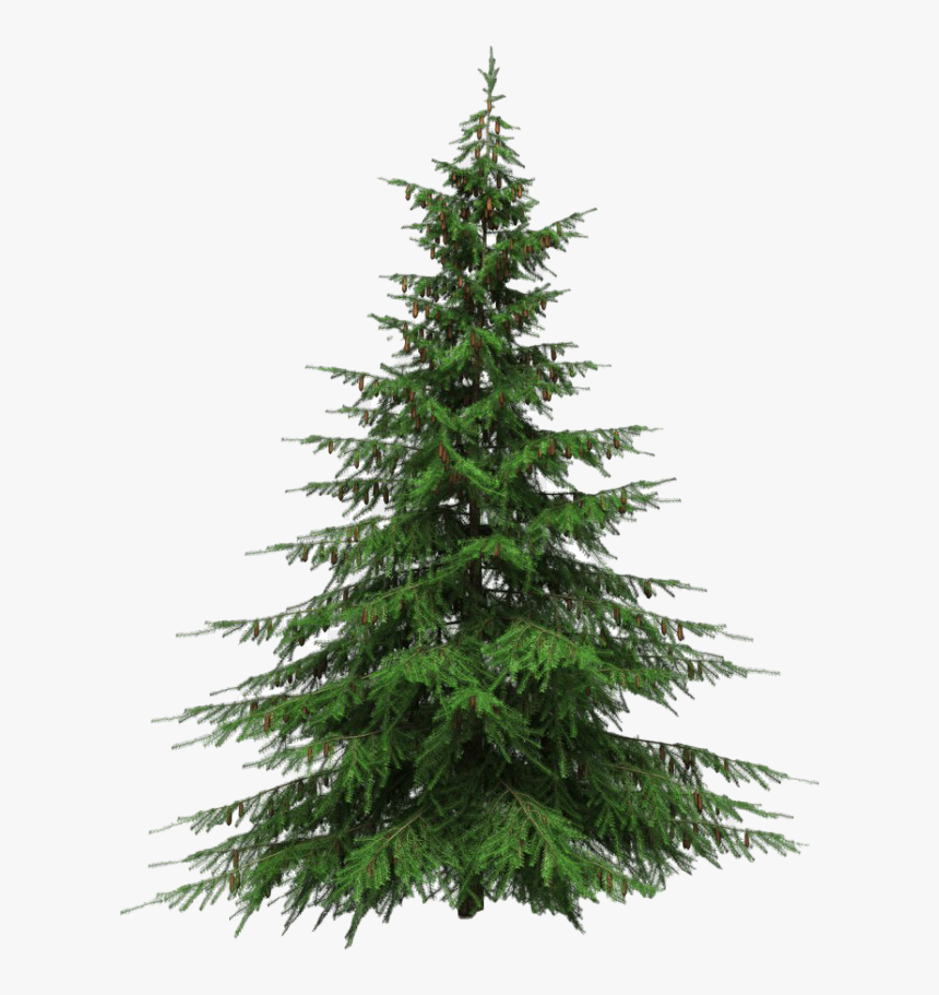 Artificial Christmas Tree Png Transparent Picture - Real Christmas Tree ...