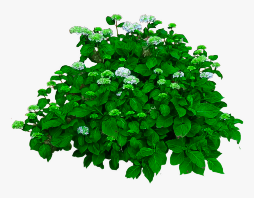 Transparent Background Garden Png, Png Download , Transparent Png Image ...