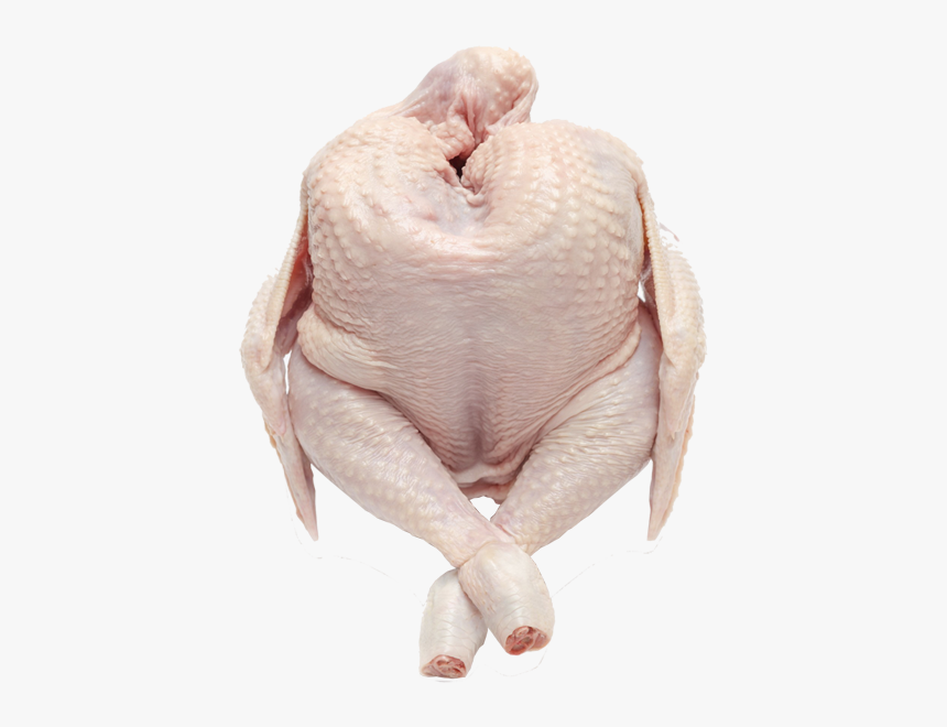 Pollo Crudo Sentado, HD Png Download , Transparent Png Image - PNGitem