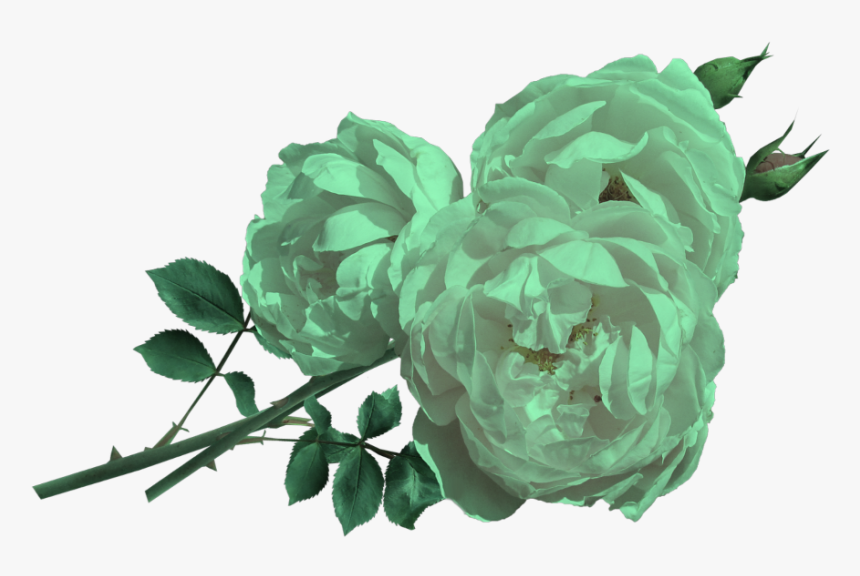 Rose, HD Png Download , Transparent Png Image - PNGitem