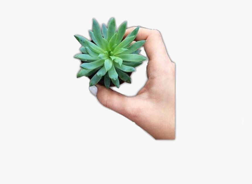 #succulent #vsco #plant #accessories #trendy #basic - Weberocereus, HD ...