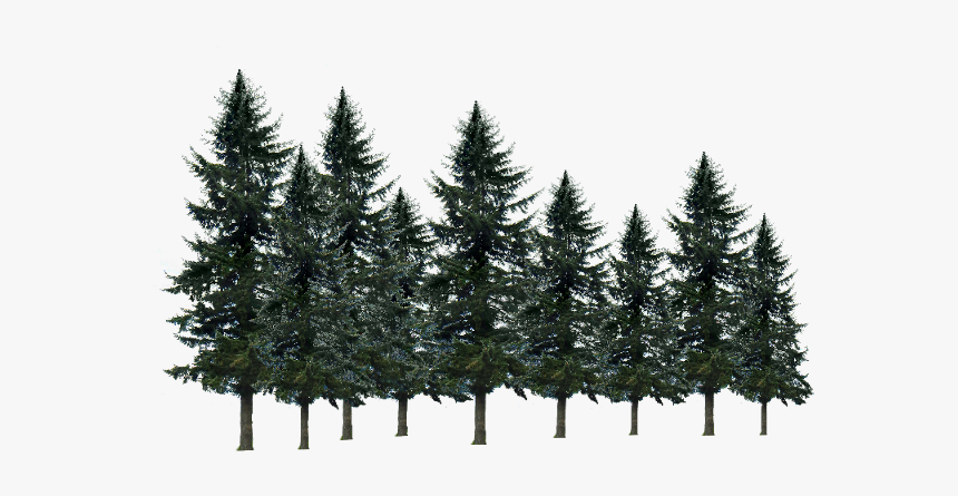 #pine Tree - Shortleaf Black Spruce, HD Png Download , Transparent Png ...