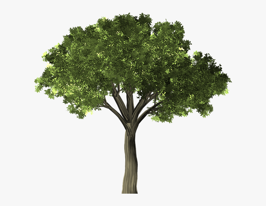 Elm Tree No Background, HD Png Download , Transparent Png Image - PNGitem