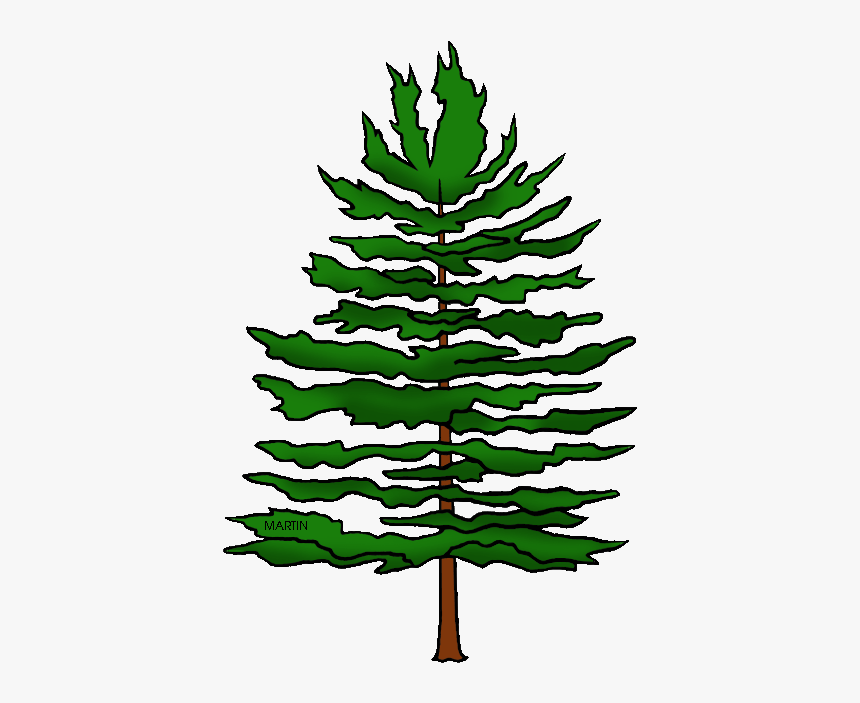 White Pine Tree Png