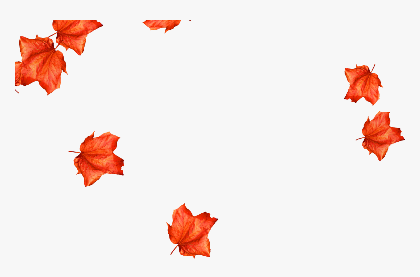 Maple Leaf, HD Png Download , Transparent Png Image - PNGitem