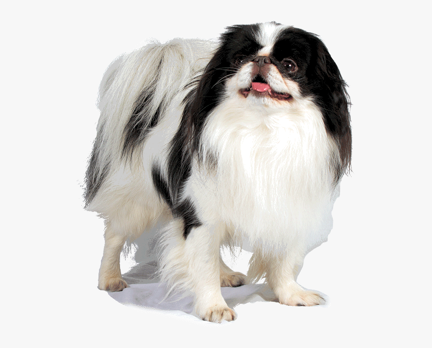 Japanese Chin White Background, HD Png Download , Transparent Png Image ...
