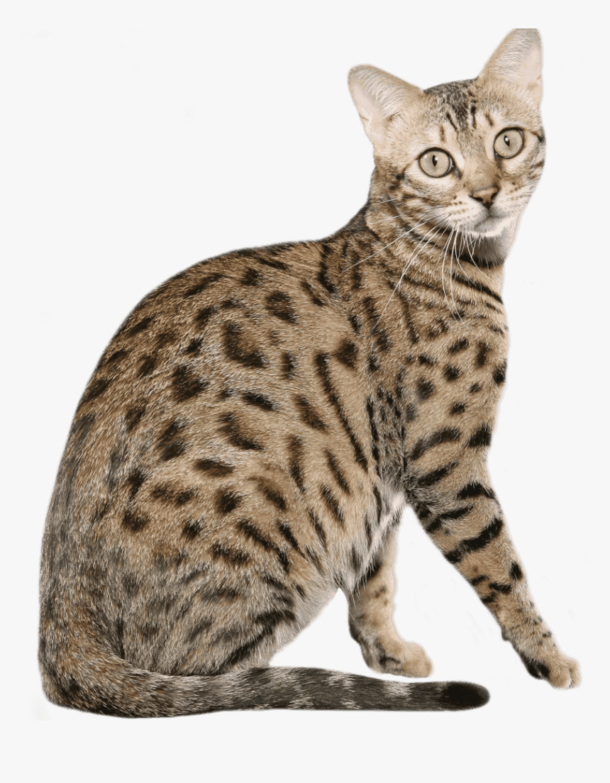 Striped Cat Transparent, HD Png Download , Transparent Png Image - PNGitem