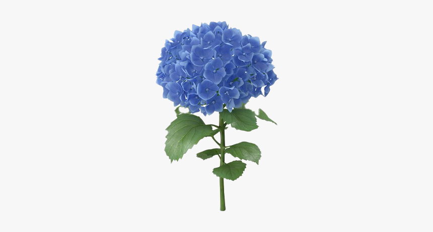 Hydrangea Flower Png Image - Hydrangea, Transparent Png , Transparent ...