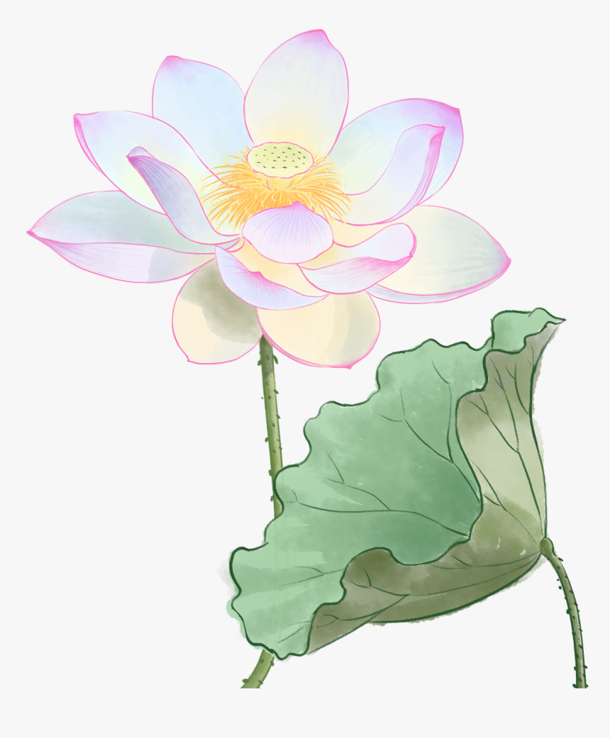 Nymphaea Nelumbo, HD Png Download , Transparent Png Image - PNGitem