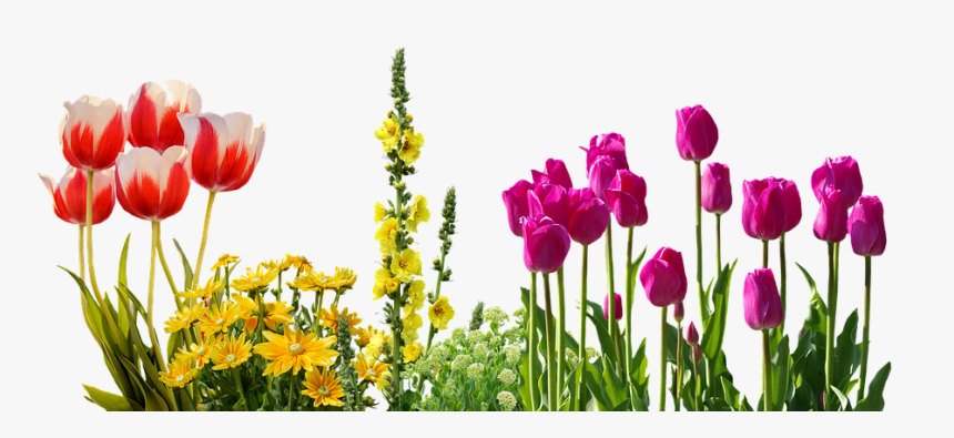 Transparent Spring Flowers Clipart , Png Download - Flower Bed ...
