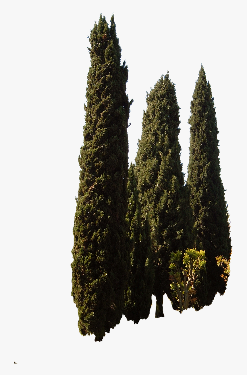 Mediterranean Trees Png, Transparent Png , Transparent Png Image - PNGitem