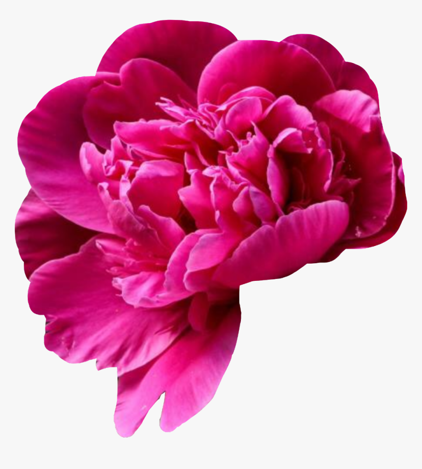Pivoine De Chine, HD Png Download , Transparent Png Image - PNGitem