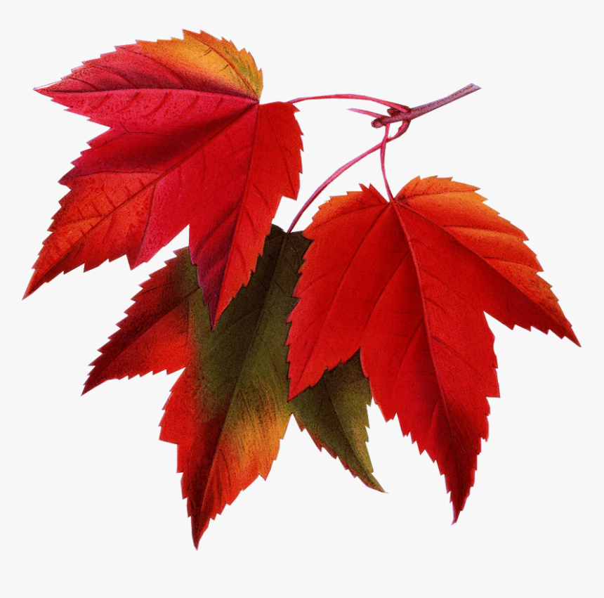 Fall Pictures For Email Signatures, Hd Png Download - Maple Leaf ...