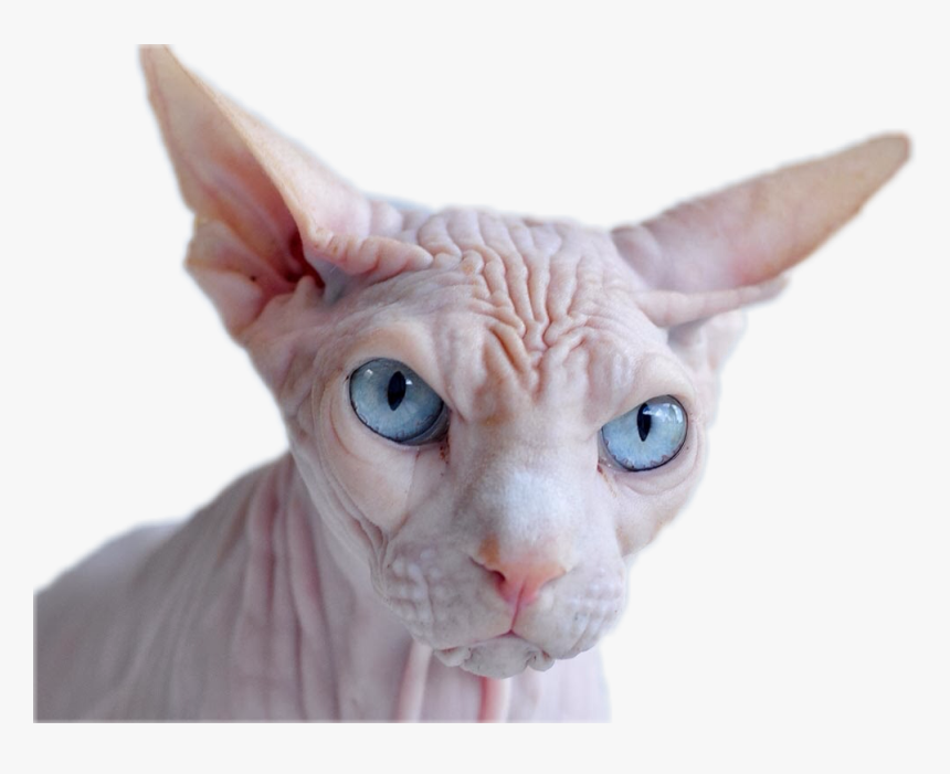 Angry Hairless Cat Sticker - Cat With Just Skin, HD Png Download ...