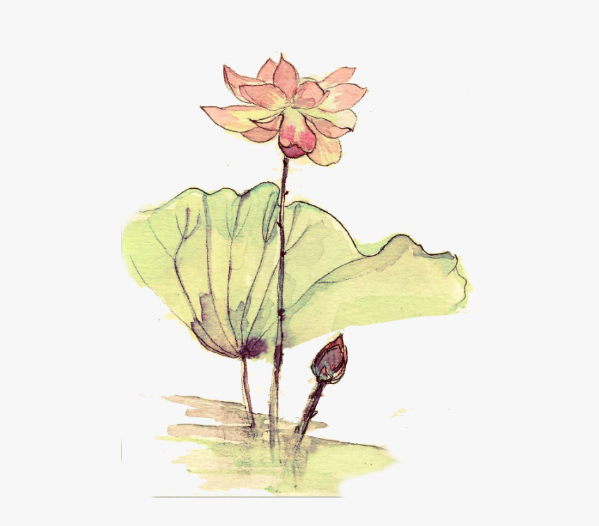 Nymphaea Nelumbo, HD Png Download , Transparent Png Image - PNGitem