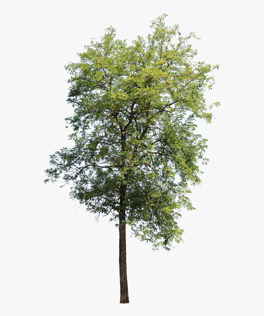 Apple Tree Without Apples, HD Png Download , Transparent Png Image ...