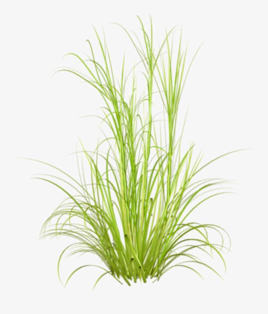 #otlar - Transparent Background Tall Grass Png, Png Download ...