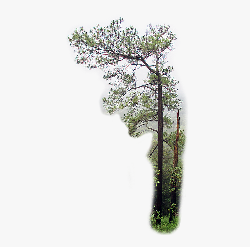 Georgia Pine, HD Png Download , Transparent Png Image - PNGitem
