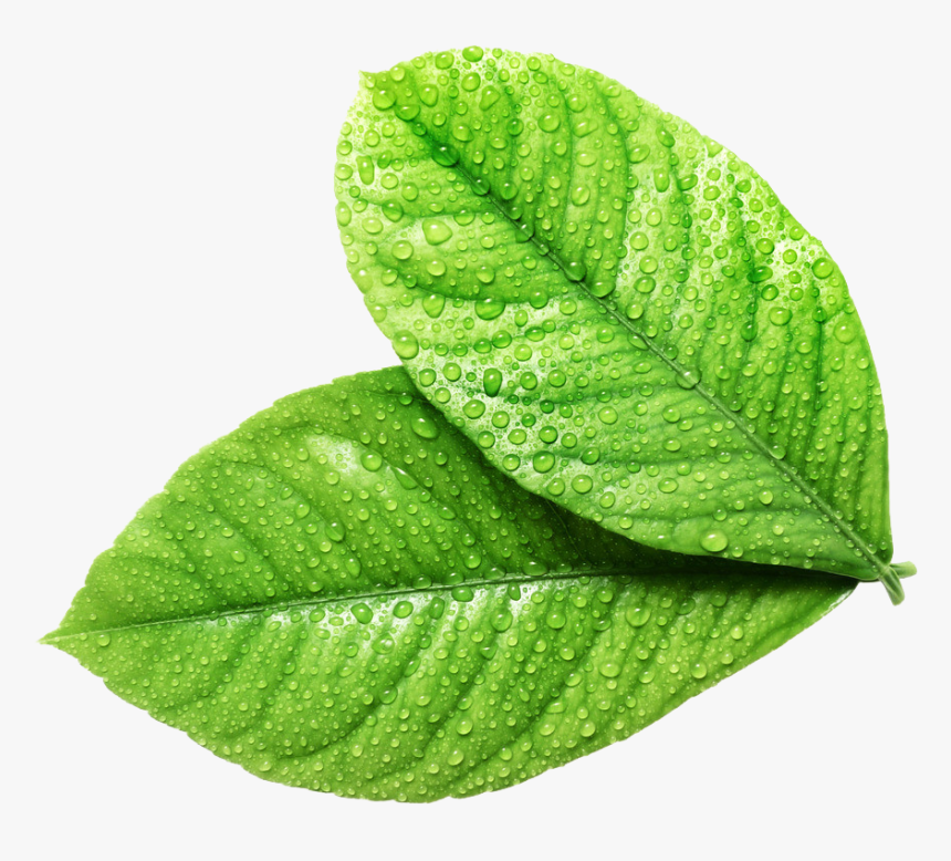 Fresh Leaves Png, Transparent Png , Transparent Png Image - PNGitem
