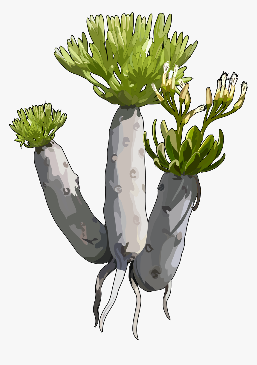 Verol Planta, HD Png Download , Transparent Png Image - PNGitem