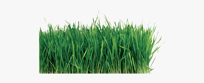 Grass, HD Png Download , Transparent Png Image - PNGitem
