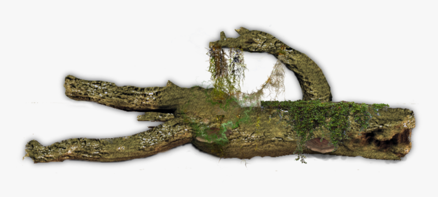 Fallen Tree Transparent Background, HD Png Download , Transparent Png ...