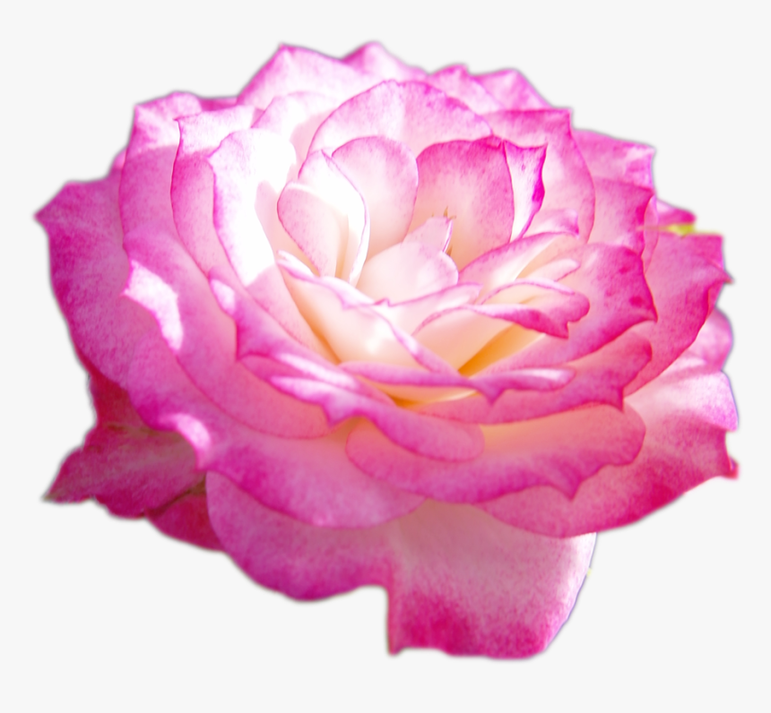 Hybrid Tea Rose, HD Png Download , Transparent Png Image - PNGitem