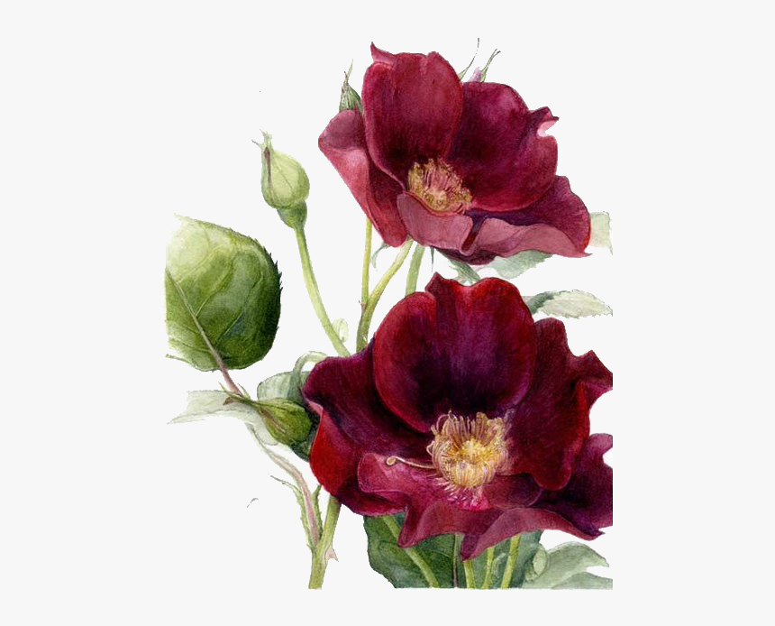 Maroon Flower Watercolour, HD Png Download , Transparent Png Image ...