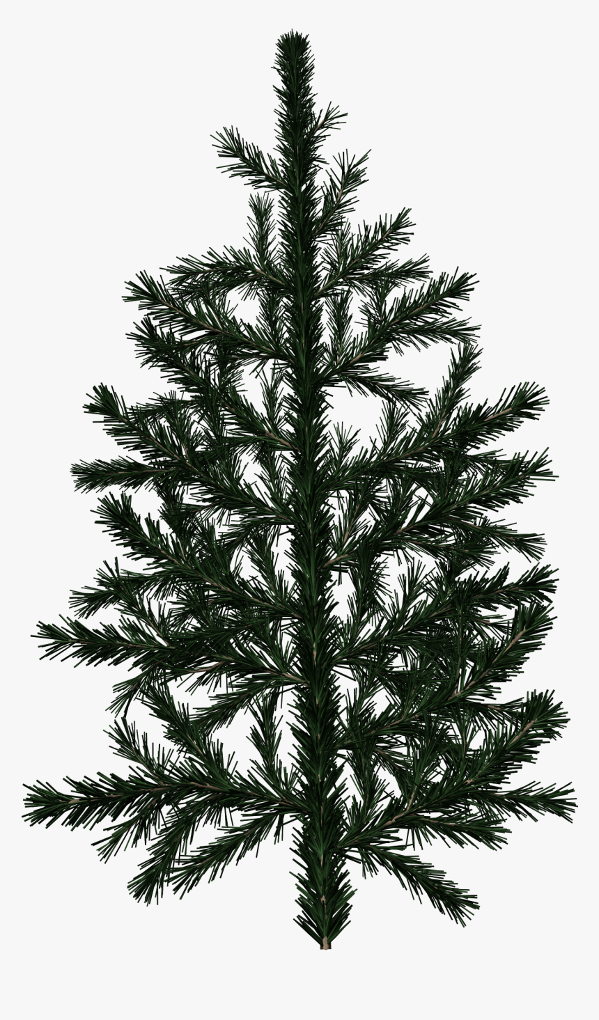 Pine Tree Branch Texture, HD Png Download , Transparent Png Image - PNGitem