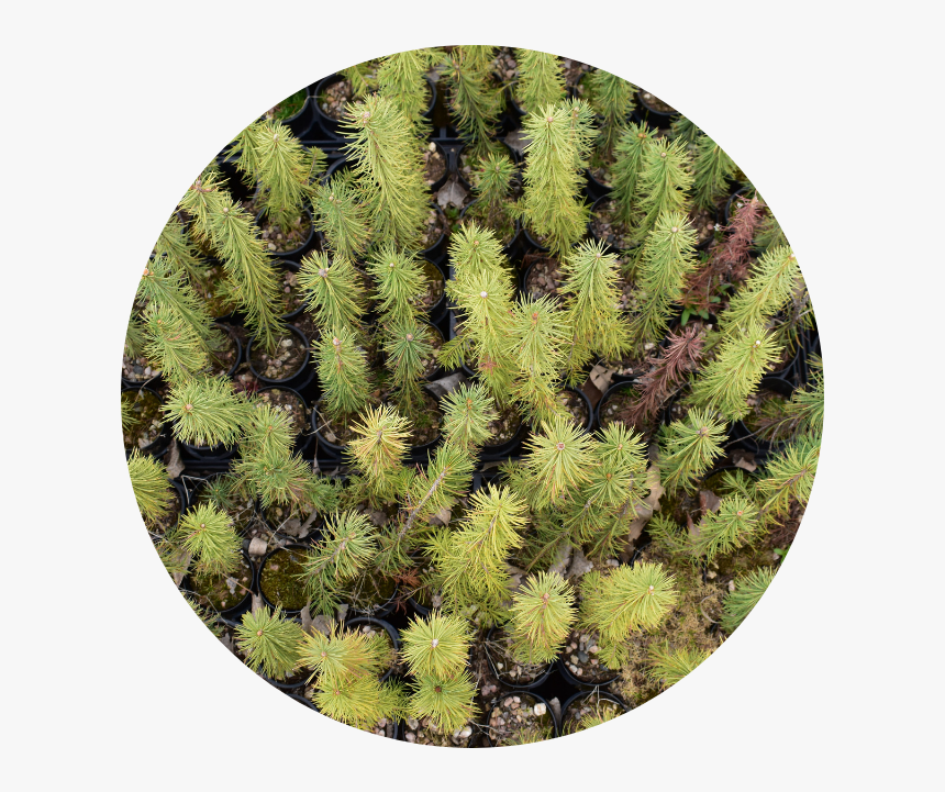 Weed Bud Png, Transparent Png , Transparent Png Image - PNGitem