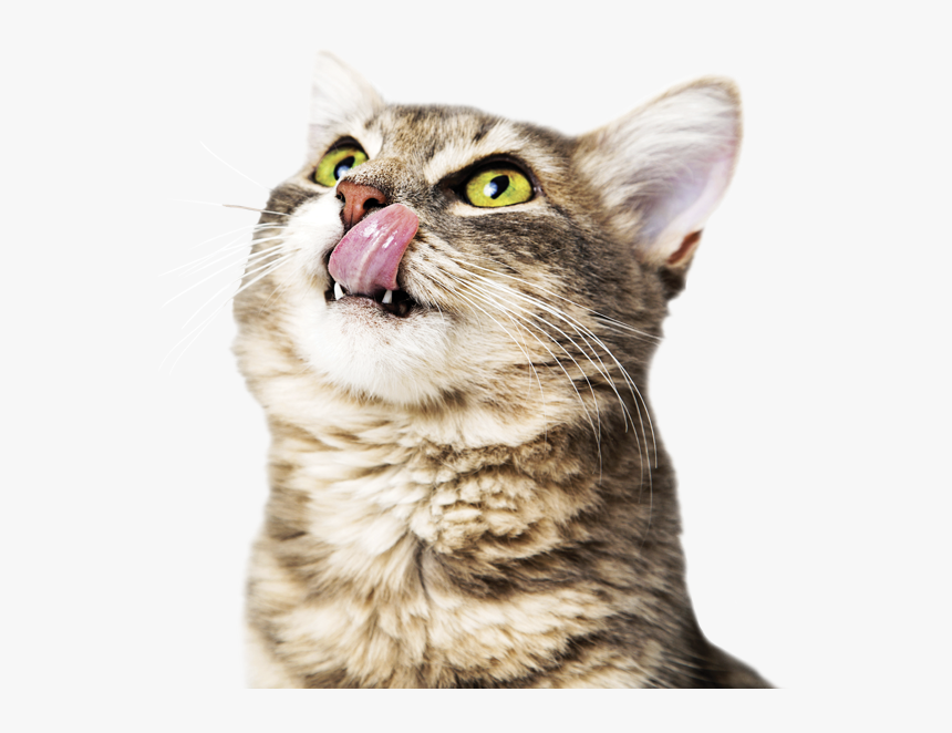 Hungry Cat And Dog, HD Png Download , Transparent Png Image - PNGitem