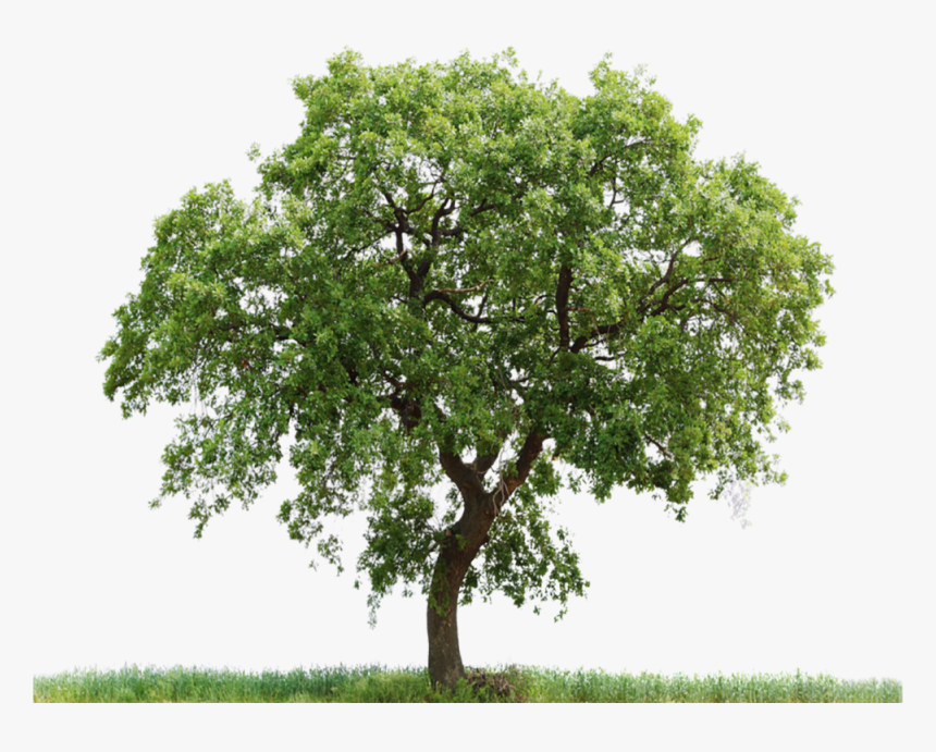 Oak Tree Photoshop, HD Png Download , Transparent Png Image - PNGitem