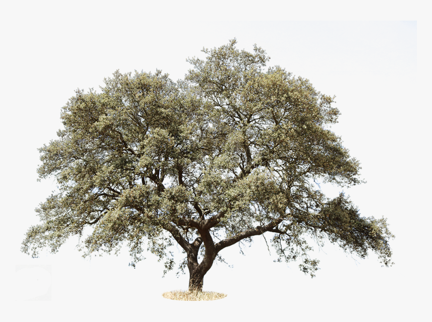 Mediterranean Trees, HD Png Download , Transparent Png Image - PNGitem