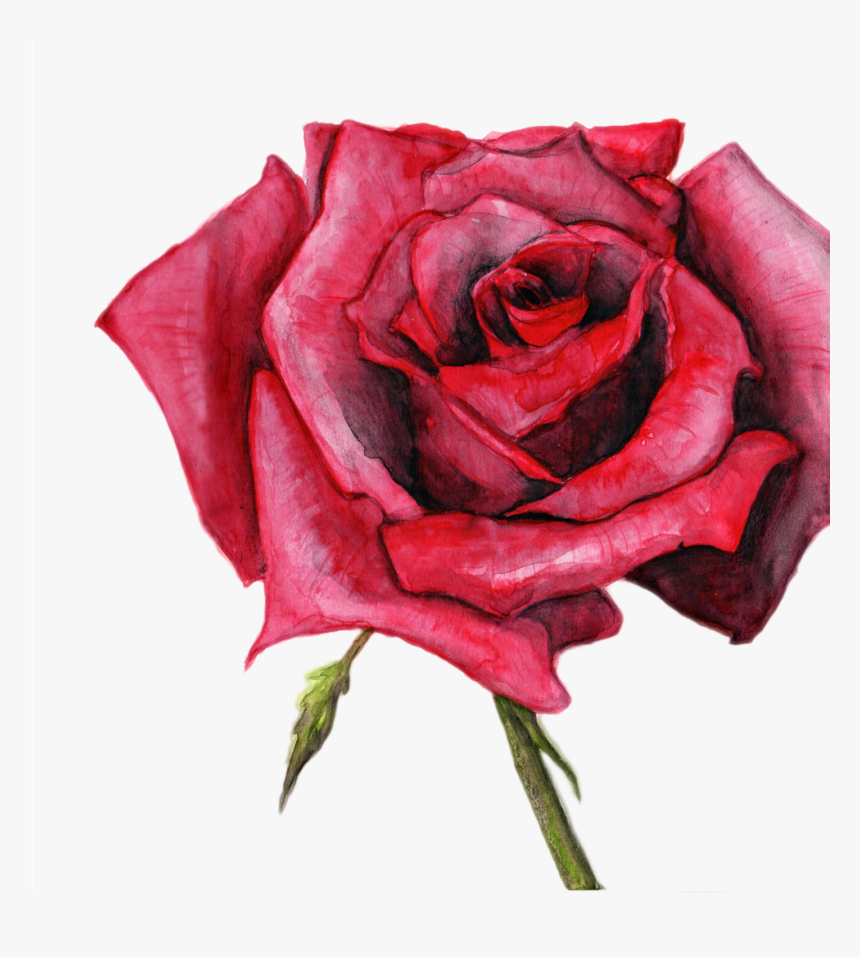 Rose, HD Png Download , Transparent Png Image - PNGitem