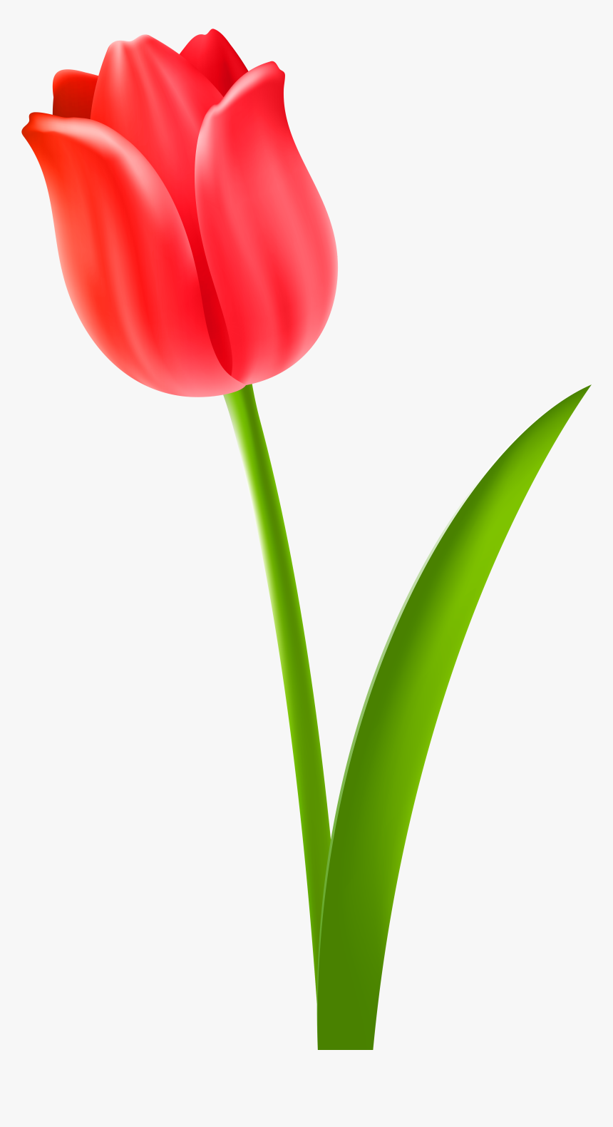 Yellow Tulip Clip Art