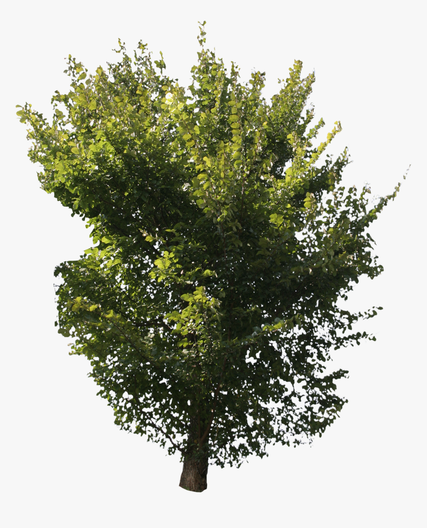 Tree, HD Png Download , Transparent Png Image - PNGitem