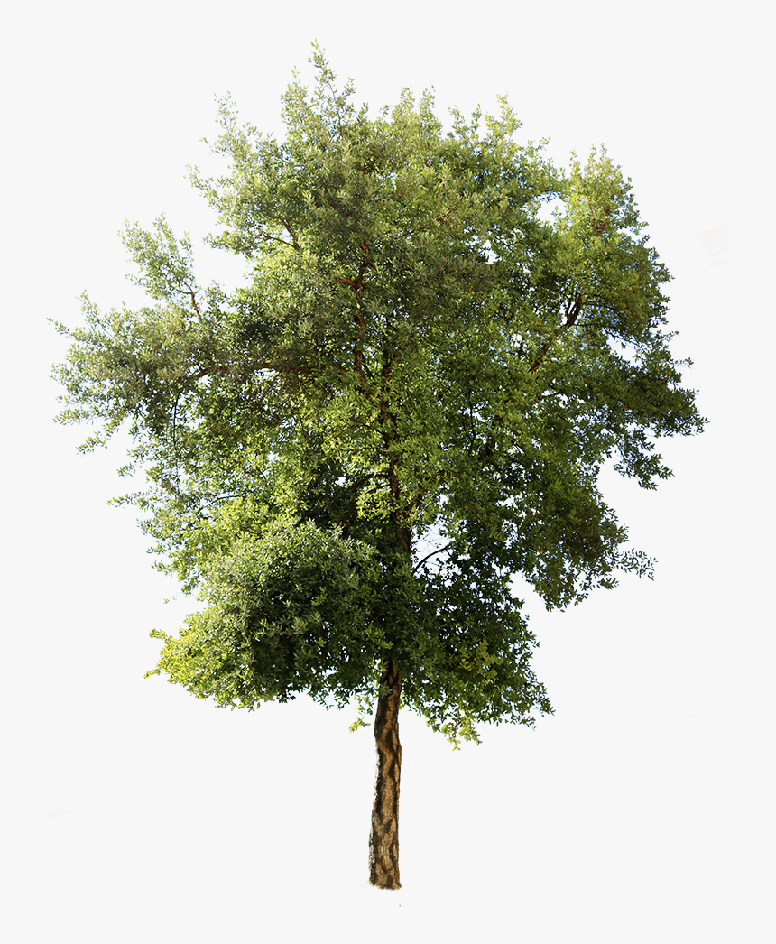 Mediterranean Trees, HD Png Download , Transparent Png Image - PNGitem