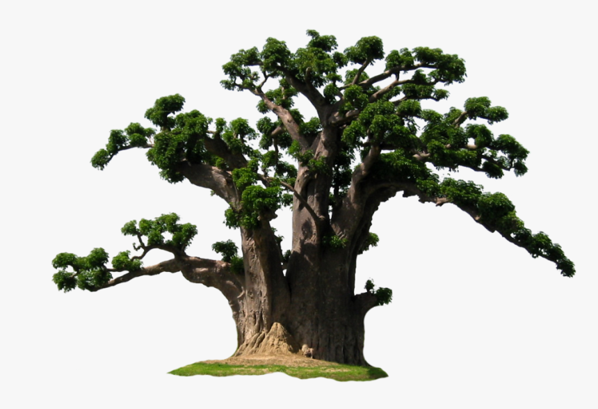 Size Pix - Baobab Tree Png Transparent, Png Download , Transparent Png ...