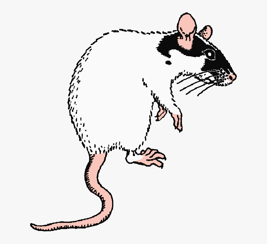 Evil Rat Clipart Image